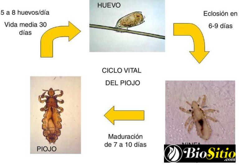 Pediculus Humanus: Características, Transmisión Y Tratamiento De La ...
